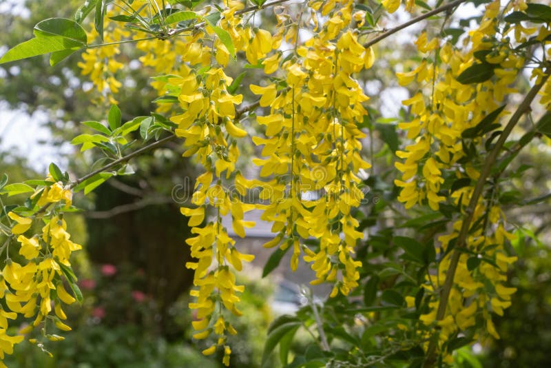 Flowers of Alpine laburnum stock photo. Image of alpinum - 238605764