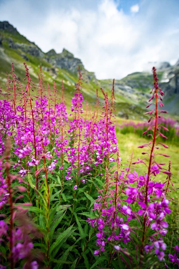 Flowers in alpine meadow stock photo. Image of peak - 189410616
