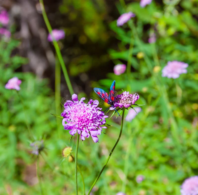 Flowers in alpine meadow. stock image. Image of outdoor - 70519091