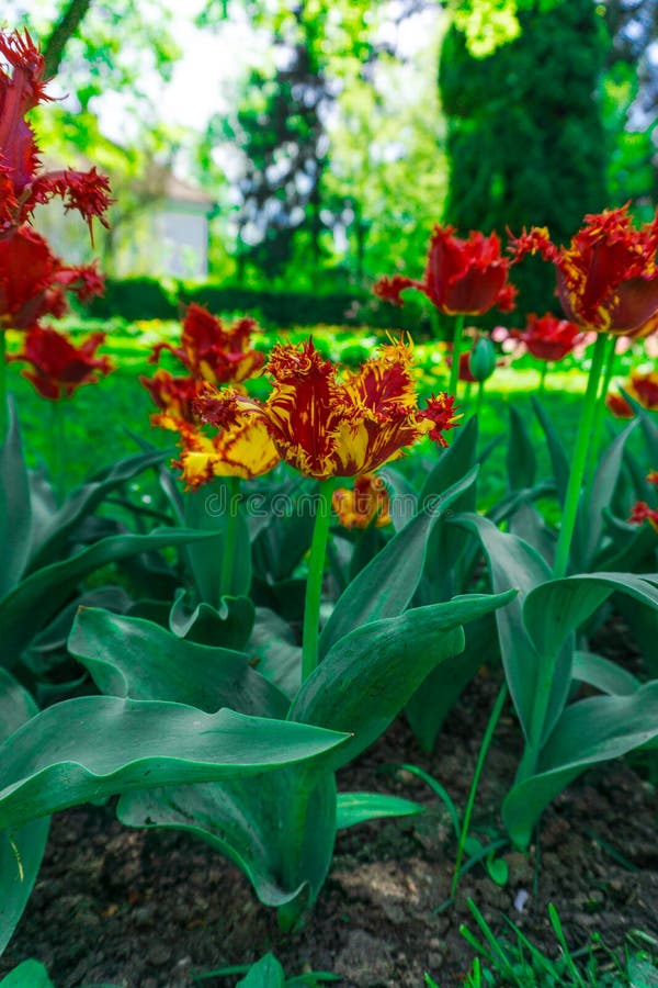 Flowers stock photo. Image of flora, closeup, meadow - 74235238