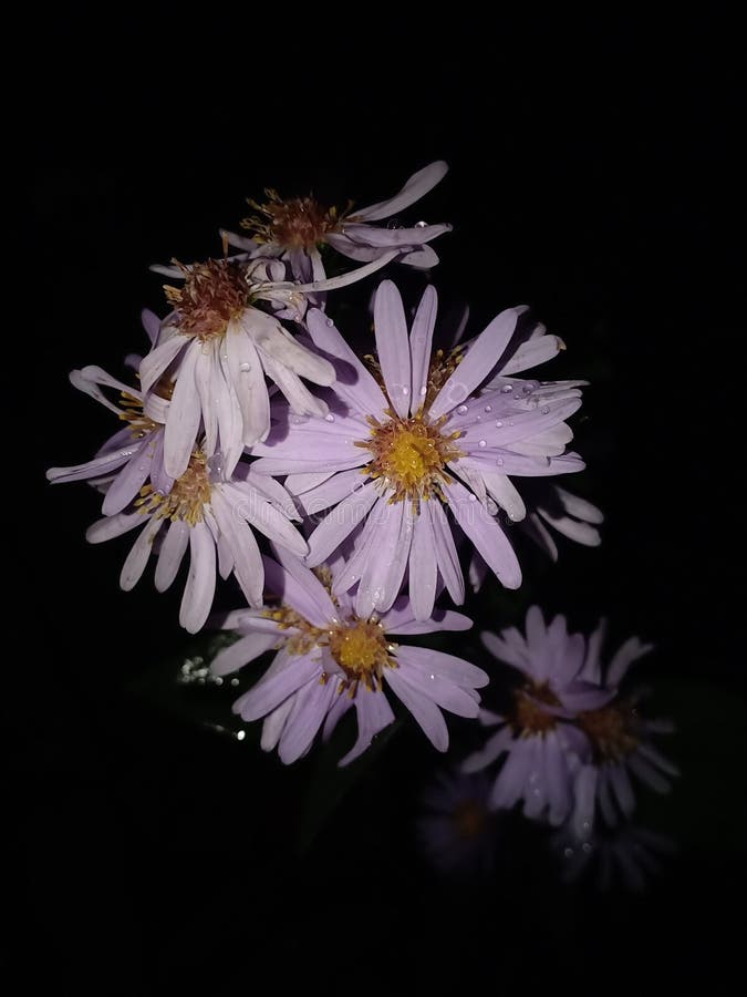 Flowers with Amazing Colour and Beautiful Vibes Stock Image - Image of ...