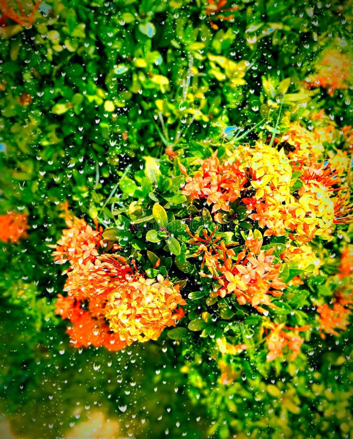 Flowers Amezing Green Red Flowers Nature Editorial Image - Image of ...