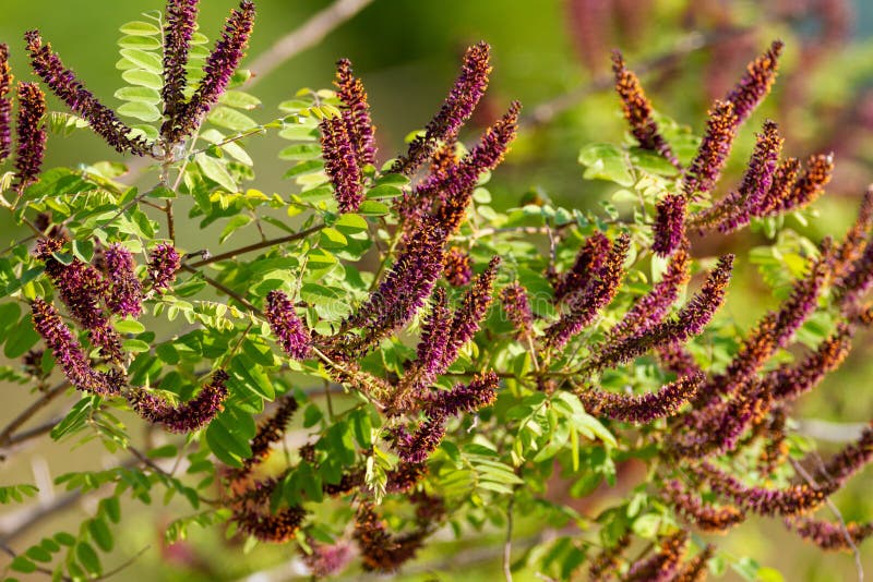 The Flowers of Amorpha Fruticosa Stock Image - Image of natural, bloom ...