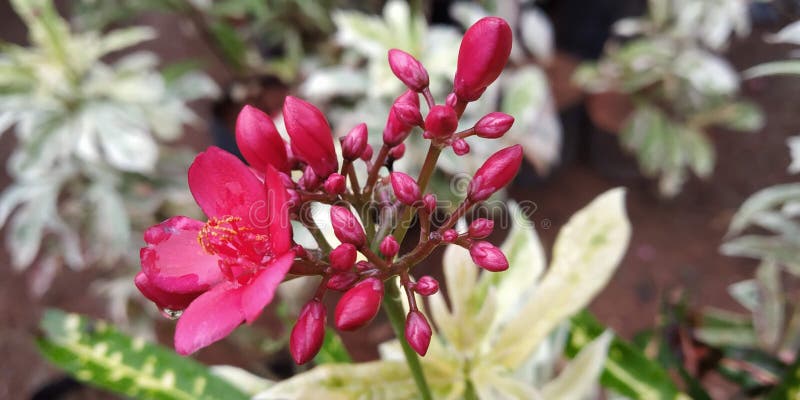 Flowers of Andhra Pradesh in Kadiyam Nursery Stock Image - Image of ...