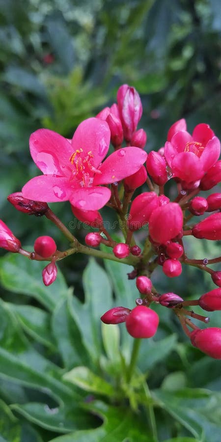 Flowers of Andhra Pradesh in Kadiyam Nursery Stock Image - Image of ...