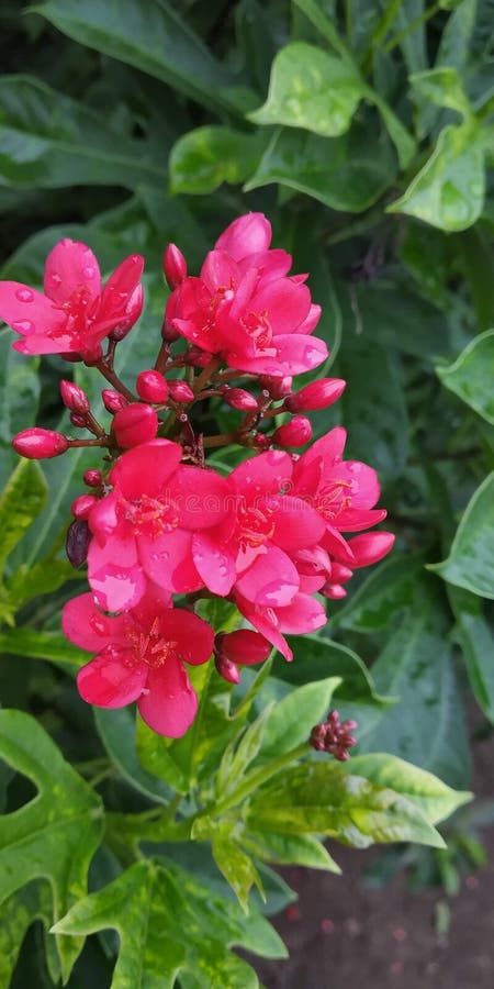 Flowers of Andhra Pradesh in Kadiyam Nursery Stock Image - Image of ...