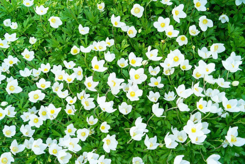 Flowers anemone stock photo. Image of anemones, season - 94159808