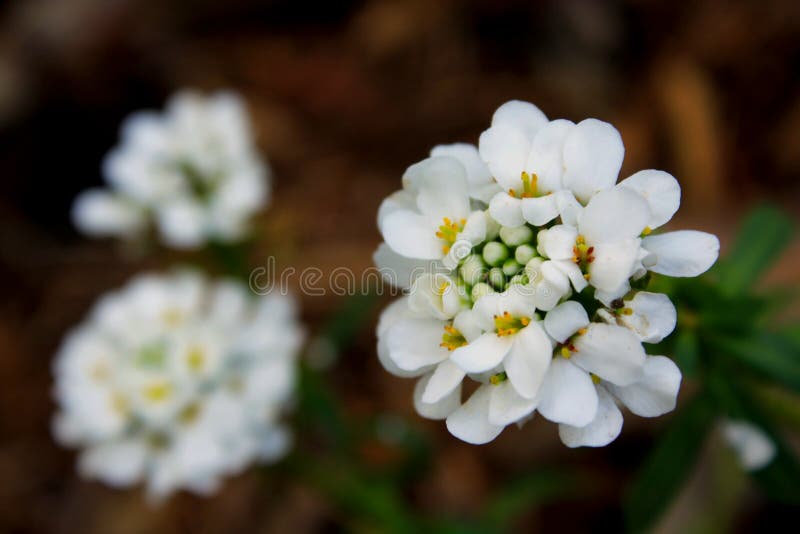 Flowers of Annual Candytuft, Iberis Amara Stock Image - Image of nature ...