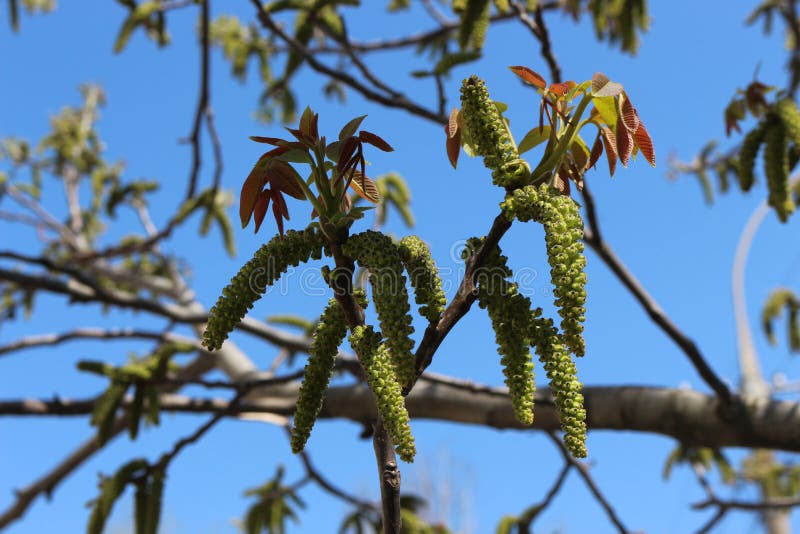 Flowers Appeared on a Nut Tree in Spring Stock Photo - Image of branch ...