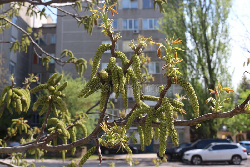 Flowers Appeared on a Nut Tree in Spring Stock Image - Image of flower ...