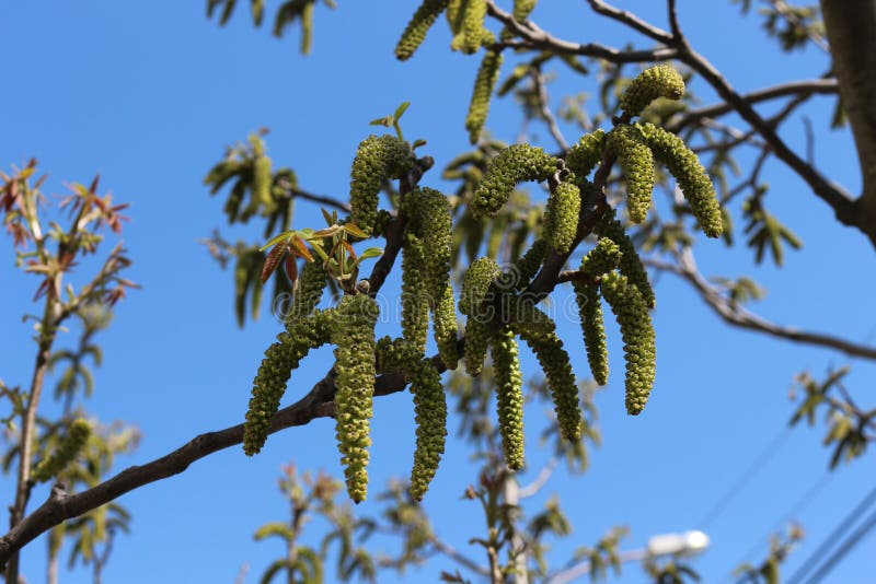Flowers Appeared on a Nut Tree in Spring Stock Image - Image of sunny ...