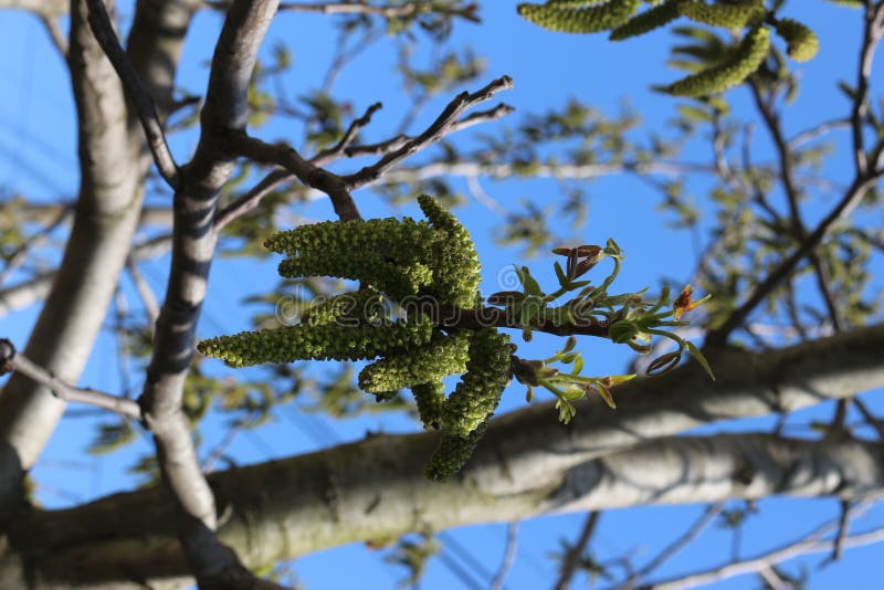 Flowers Appeared on a Nut Tree in Spring Stock Photo - Image of season ...