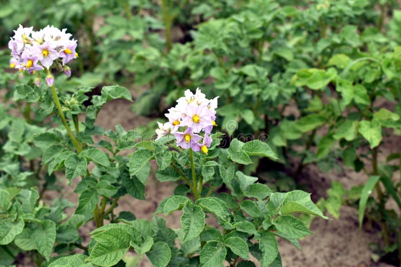 Flowers Appeared on the Potato Tops. Stock Photo - Image of harvest ...