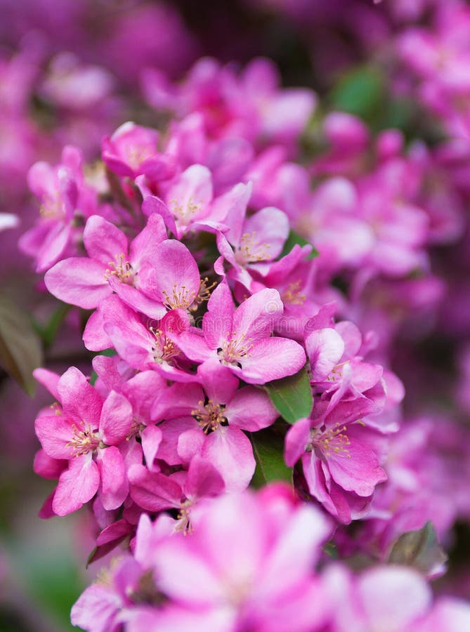 Flowers of apple stock image. Image of bloom, green, field - 22483681