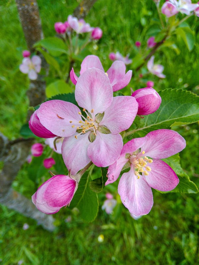 Flowers apple stock image. Image of herb, blossom, petal - 220476507