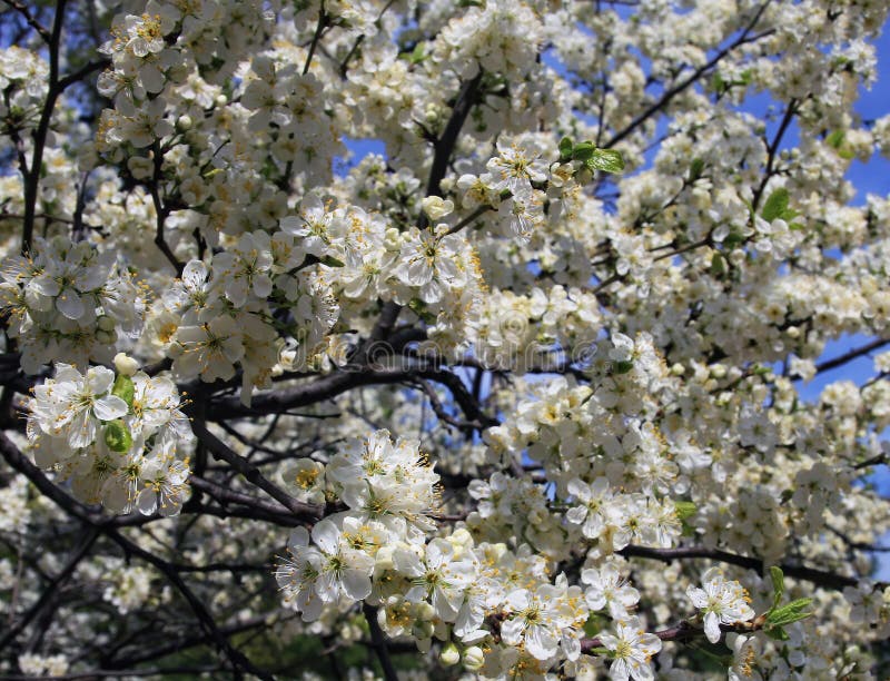 Flowers of the Apple Blossoms on a Spring Day Stock Image - Image of ...