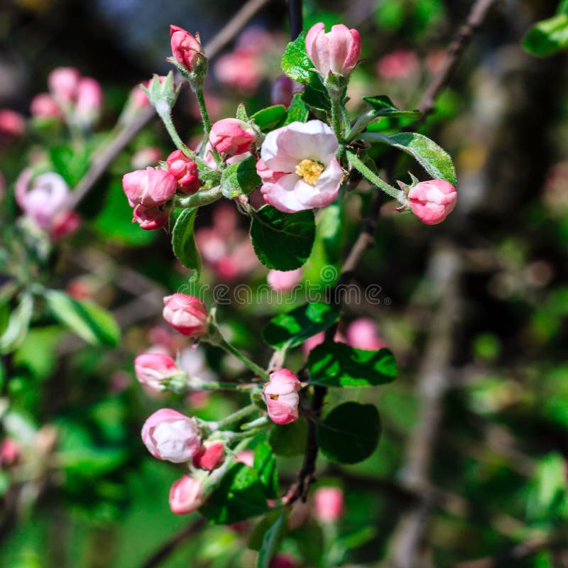 Flowers of the Apple Blossoms at Spring Season Stock Photo - Image of ...
