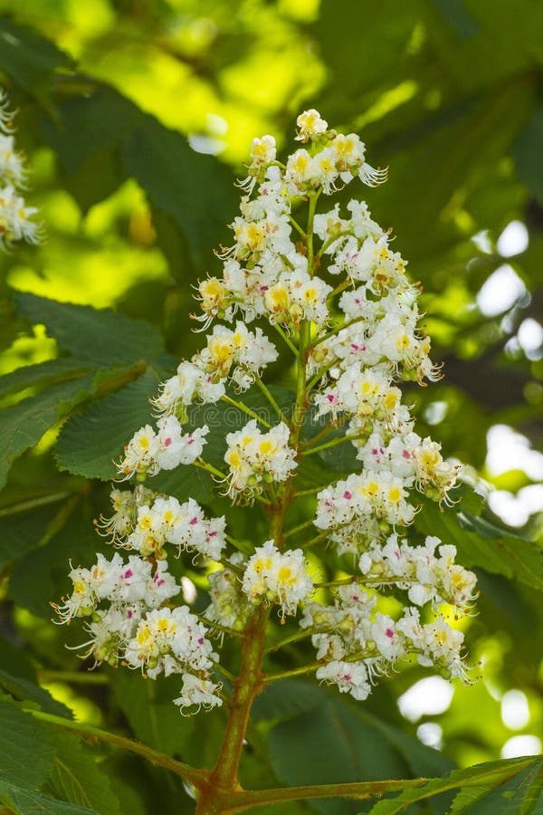 Virginia Fanpetals Ripariosida Hermaphrodita White Flowers Stock Photo ...