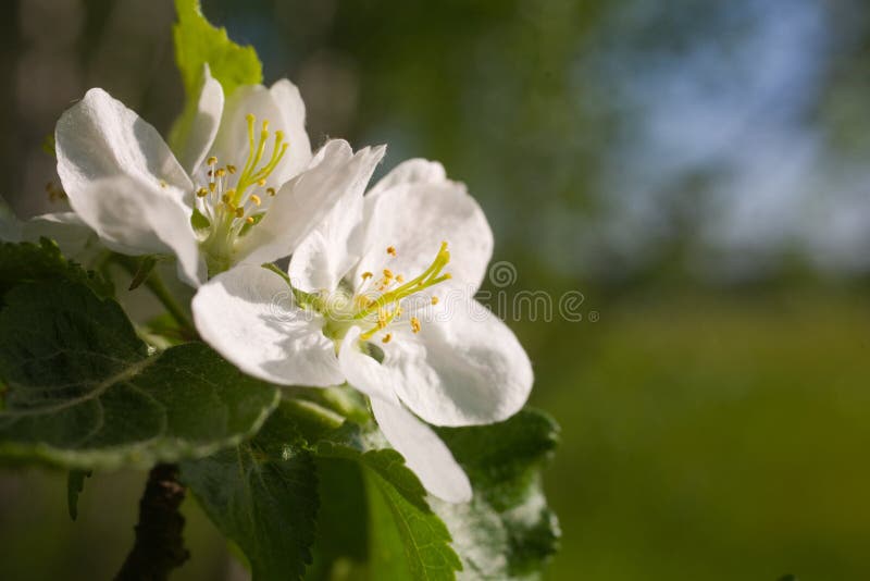 Flowers of an apple-tree stock image. Image of beauty - 8235919