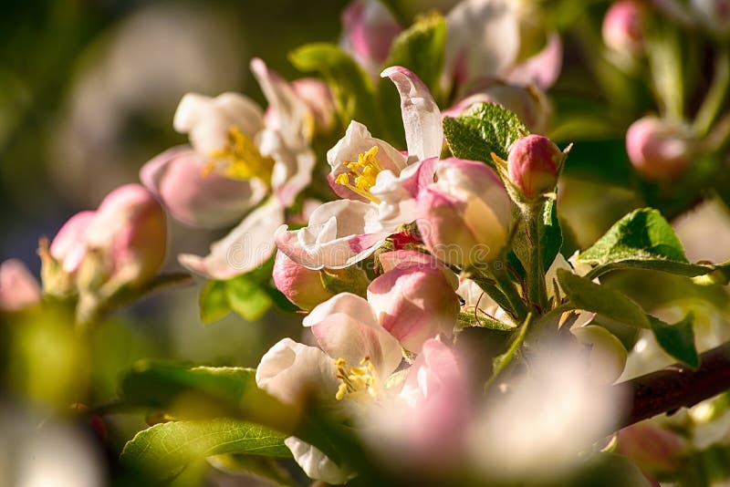 Flowers of apple tree stock image. Image of apple, flower - 92299965