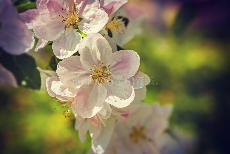 Flowers of Apple Tree Close Up Instagram Stile Stock Image - Image of ...