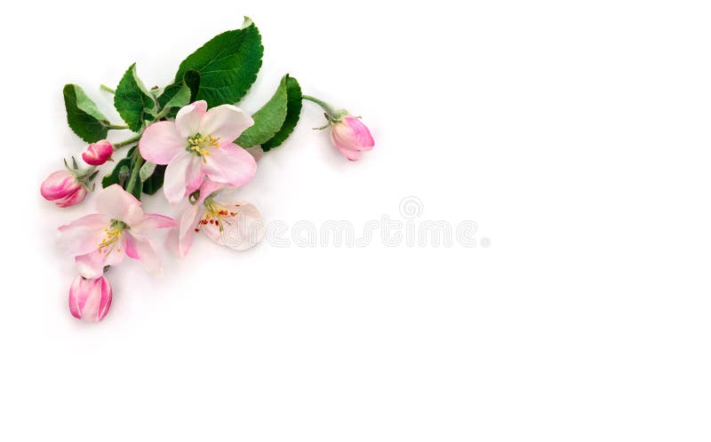 Flowers Apple Tree, Pink White Blossom on a White Background with Space ...