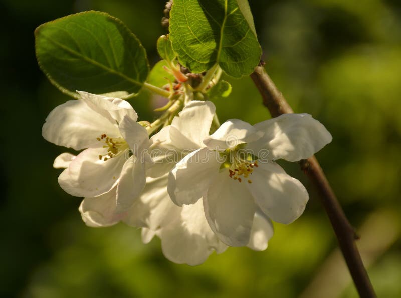 Spring Blooming Garden in May Stock Image - Image of foliage, aroma ...