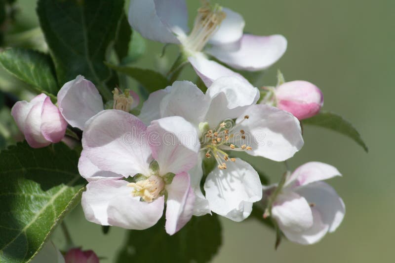 Flowers of an Apple Tree in a Spring Garden Stock Photo - Image of ...
