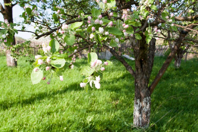 Flowers of an Apple Tree in Spring Sunny Garden Stock Image - Image of ...