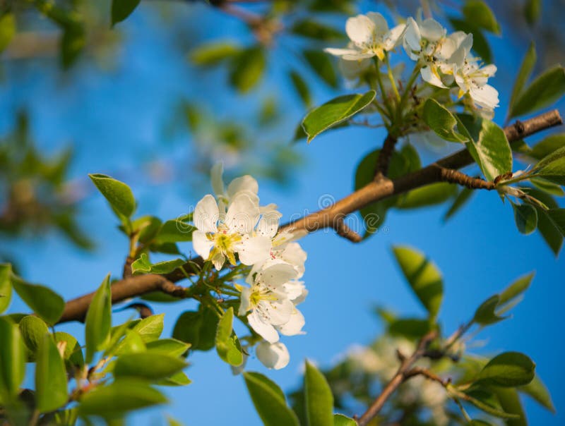 Flowering Apple Trees in Holland Stock Photo - Image of blue, fruit ...