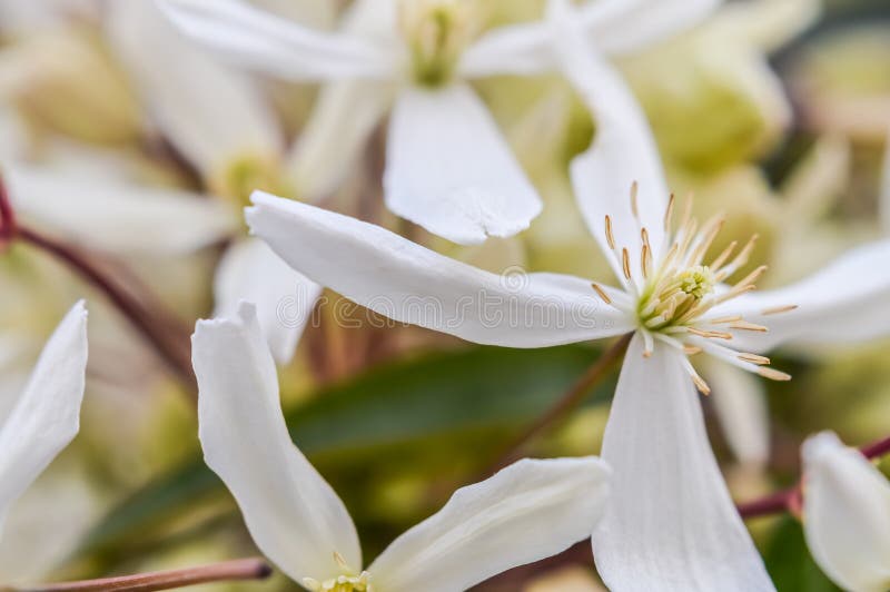 Flowers of the Armandii Clematis Stock Image - Image of color, armandii ...