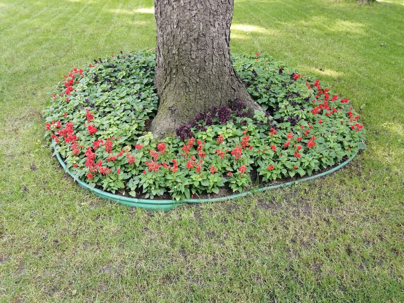 Flowers around the tree stock photo. Image of grass - 248737794