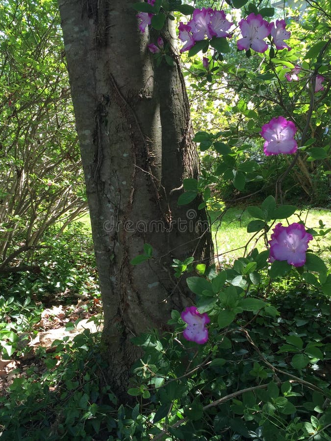 Flowers around tree stock photo. Image of stem, pink - 64328588