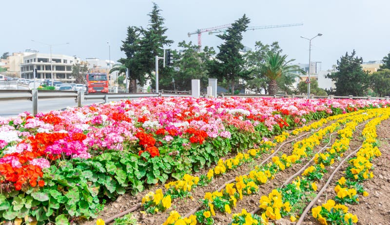 Flowers Arrangement and Roundabouts in Malta. Editorial Photography ...