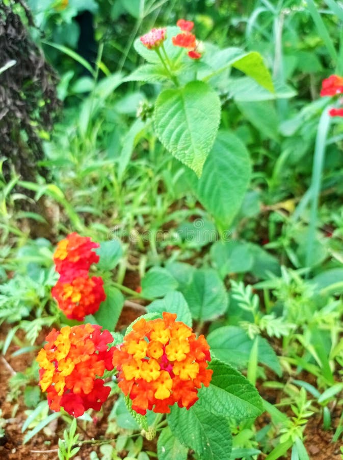 Flowers Asian florist stock image. Image of garden, wildflower - 222127633