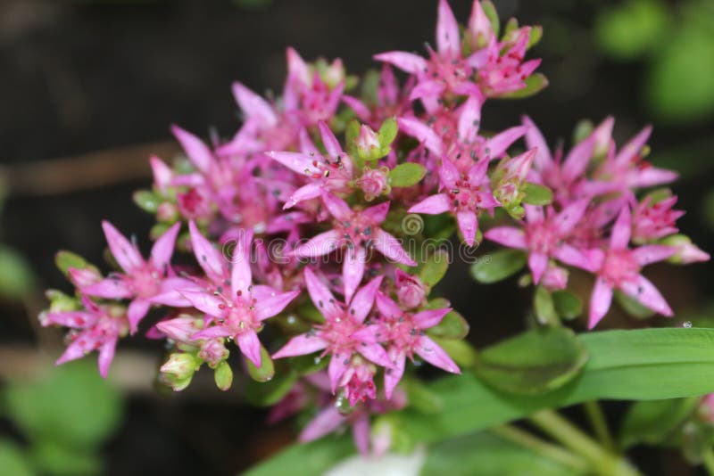 Flowers asterisk stock photo. Image of nature, starsn - 98434338