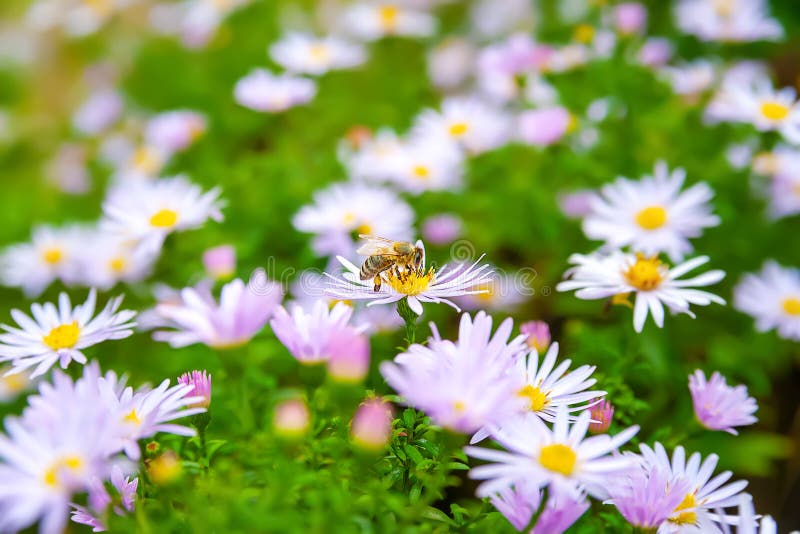 Flowers Asters. Asters in the Fall. Flower Bed. Flowering Selective ...
