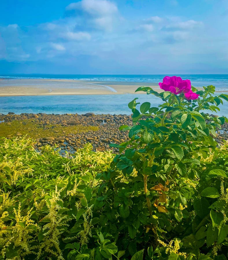 Flowers on the Atlantic Coast in Ogunquit, Maine Stock Image - Image of ...