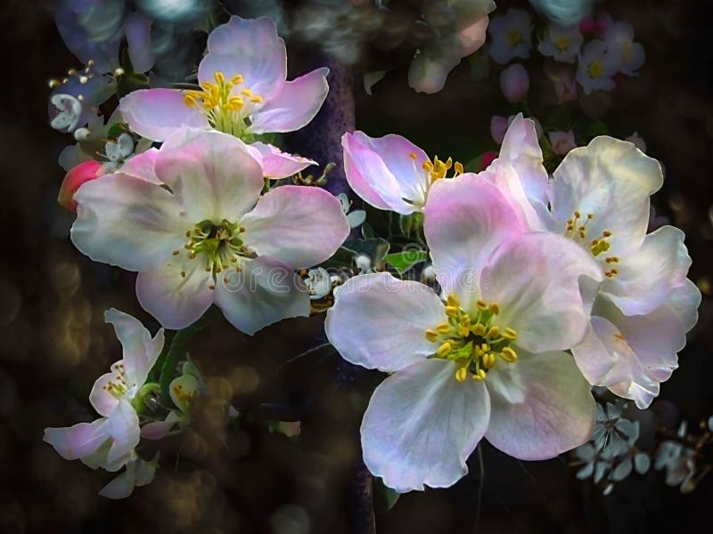 Flowers Atop Branches in Dim Light Stock Image - Image of branches ...