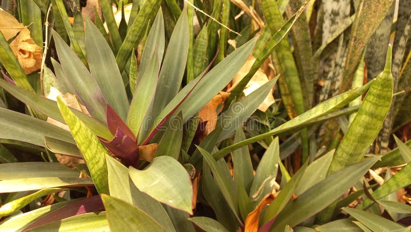 Flowers in autumn stock photo. Image of wildflower, indonesia - 338142392