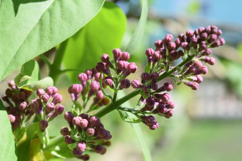 Flowers stock photo. Image of flowers, flora, fruit, plant - 89714840