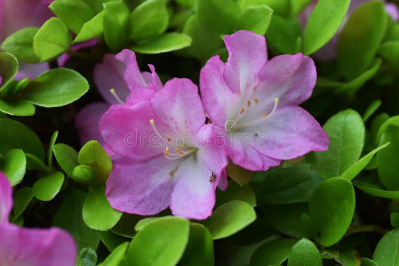 Flowers of Azalea stock image. Image of pretty, leaf - 114664155