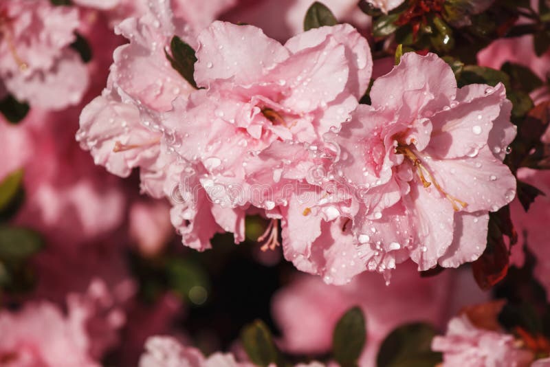 Flowers Azaleas in the Water Droplets Stock Photo - Image of green ...