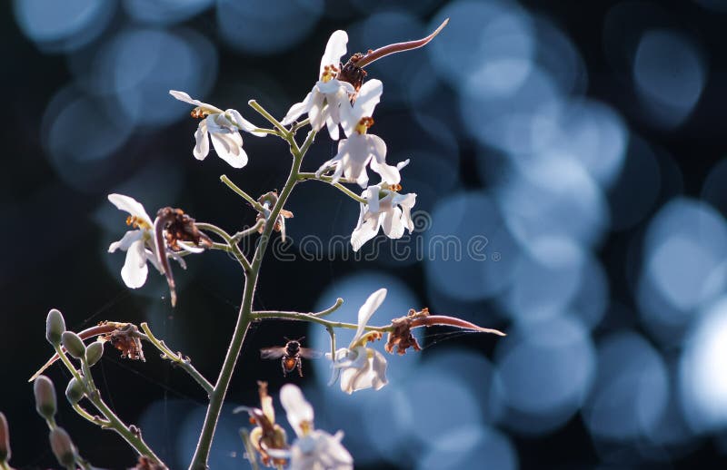 Flowers Back Light Photography Stock Photo - Image of hornet, back ...