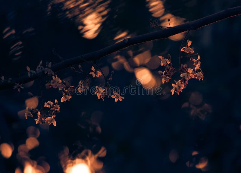 Flowers Back Light Photography Stock Image - Image of moringa, light ...