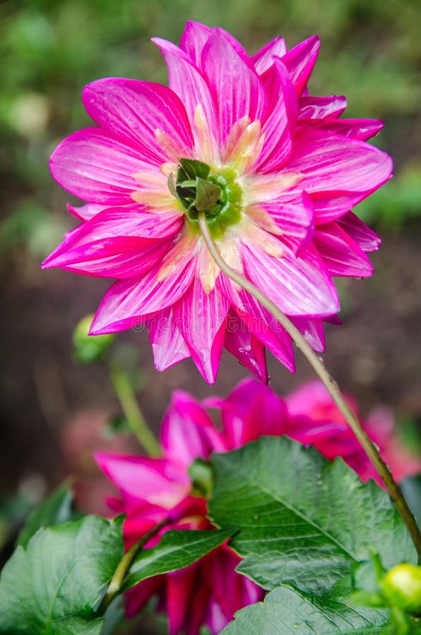 Flowers stock photo. Image of bloom, home, flora, white - 36211738