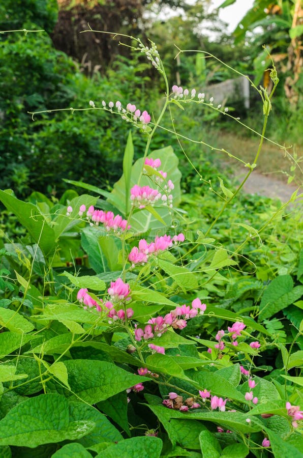 Flowers stock image. Image of path, nature, beautiful - 81061551