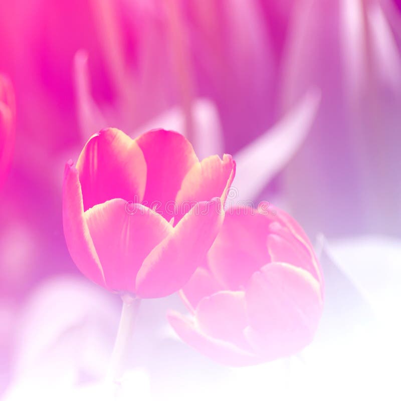 Flowers Background Bright Field Effect Stock Photo - Image of style ...