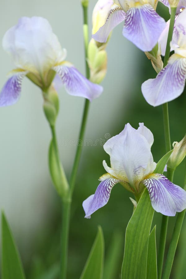 Wild Iris Flower in Alaska stock photo. Image of muskeg - 22059306
