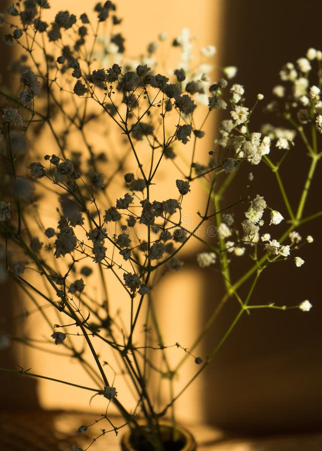 Flowers on Background with Shadows Stock Photo - Image of nature ...